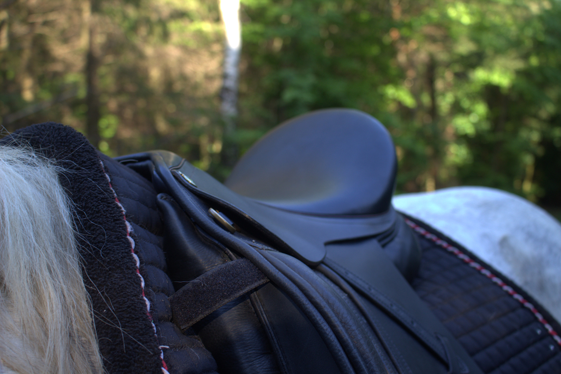 Wann Sattel für Jungpferd? - Dein Sattelfinder